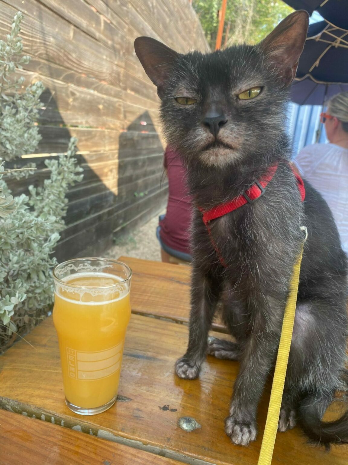 Rising Stars: Meet Chupie The Chupacabra - Voyage Austin