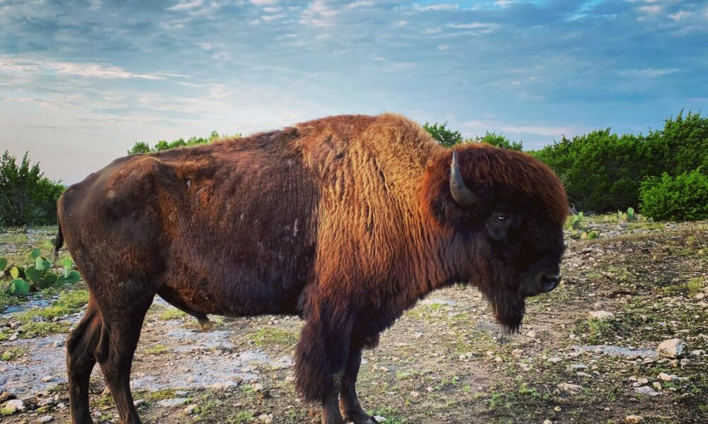 Hidden Gems: Meet John Rhodes & Carson Nichols of Apache Spirit Bison ...