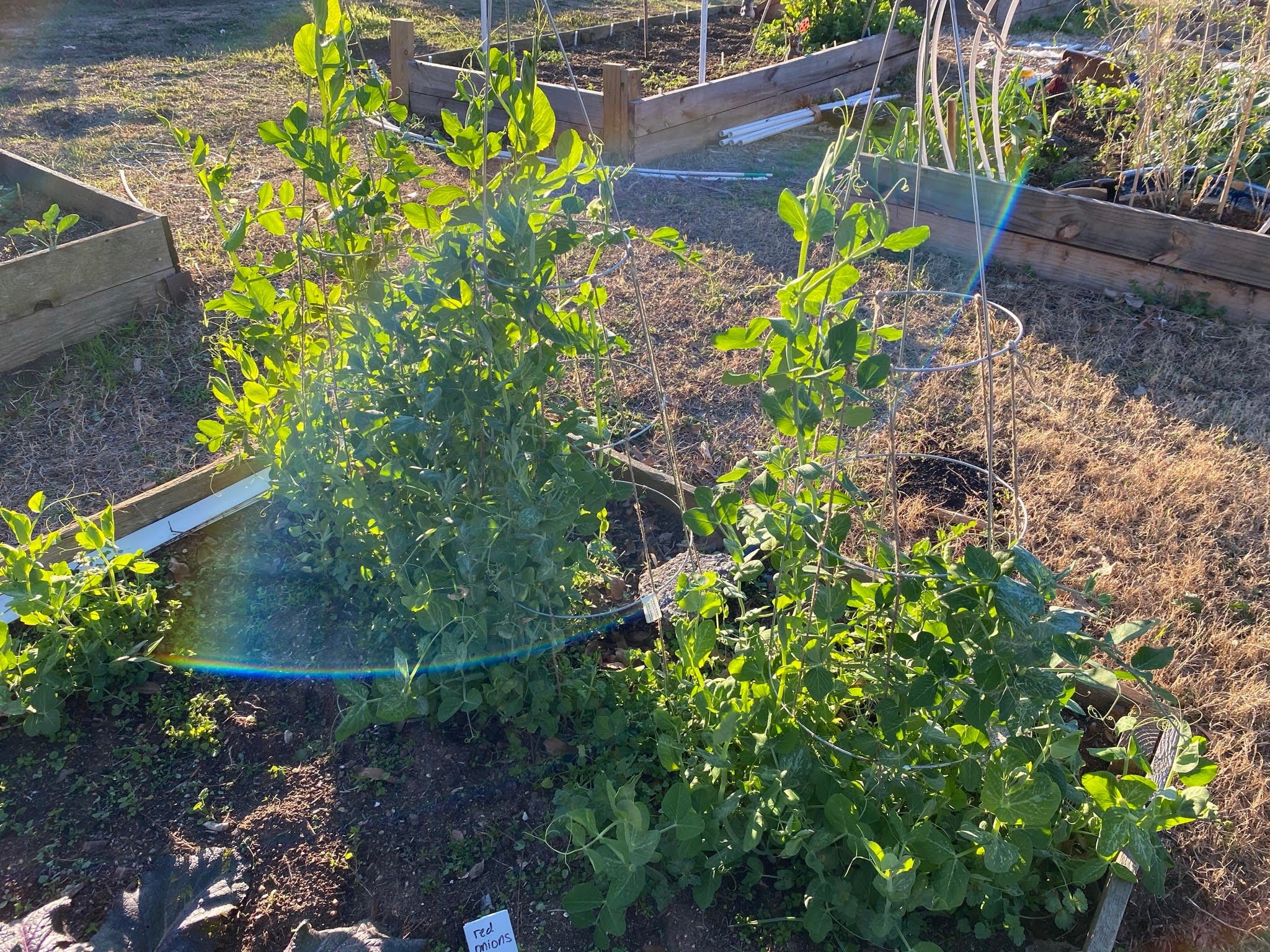 Life & Work with Ucha Abbah - Voyage Austin