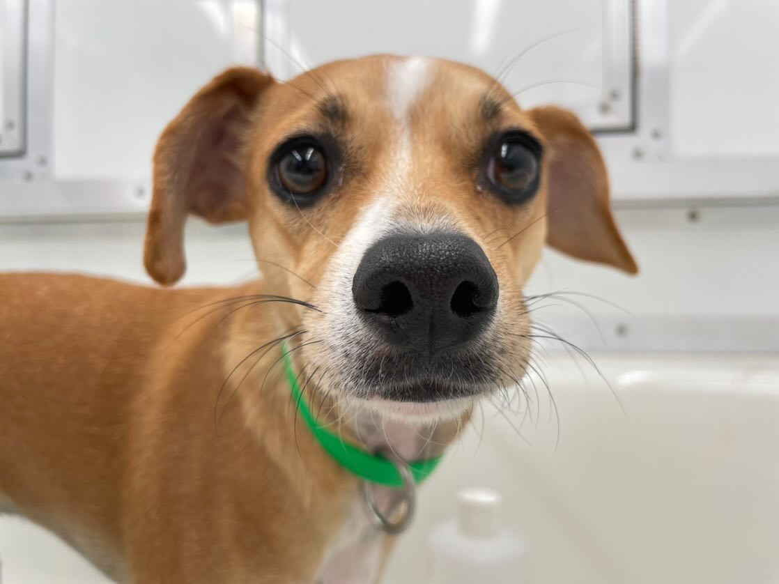 Hidden Gems: Meet Katelyn & Michael Rohde of Roland's Silly Goose Crew ...