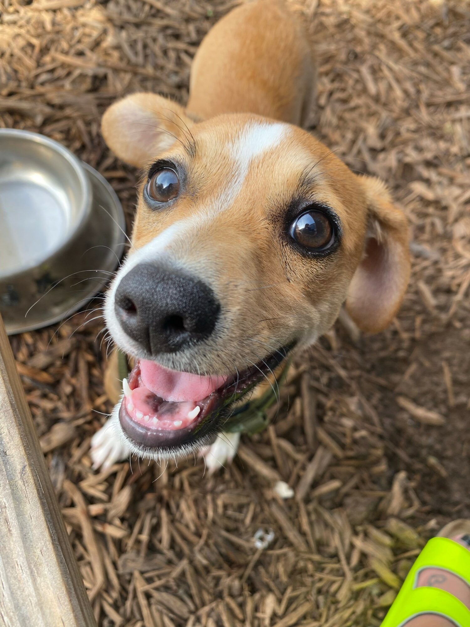 Hidden Gems: Meet Katelyn & Michael Rohde of Roland's Silly Goose Crew ...