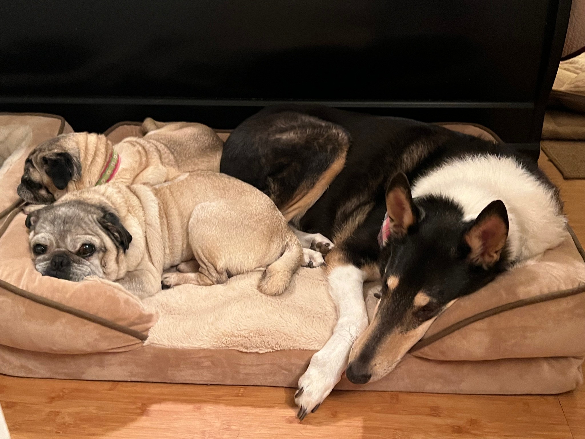 Meet Amy Johnson-Carney - Voyage Austin