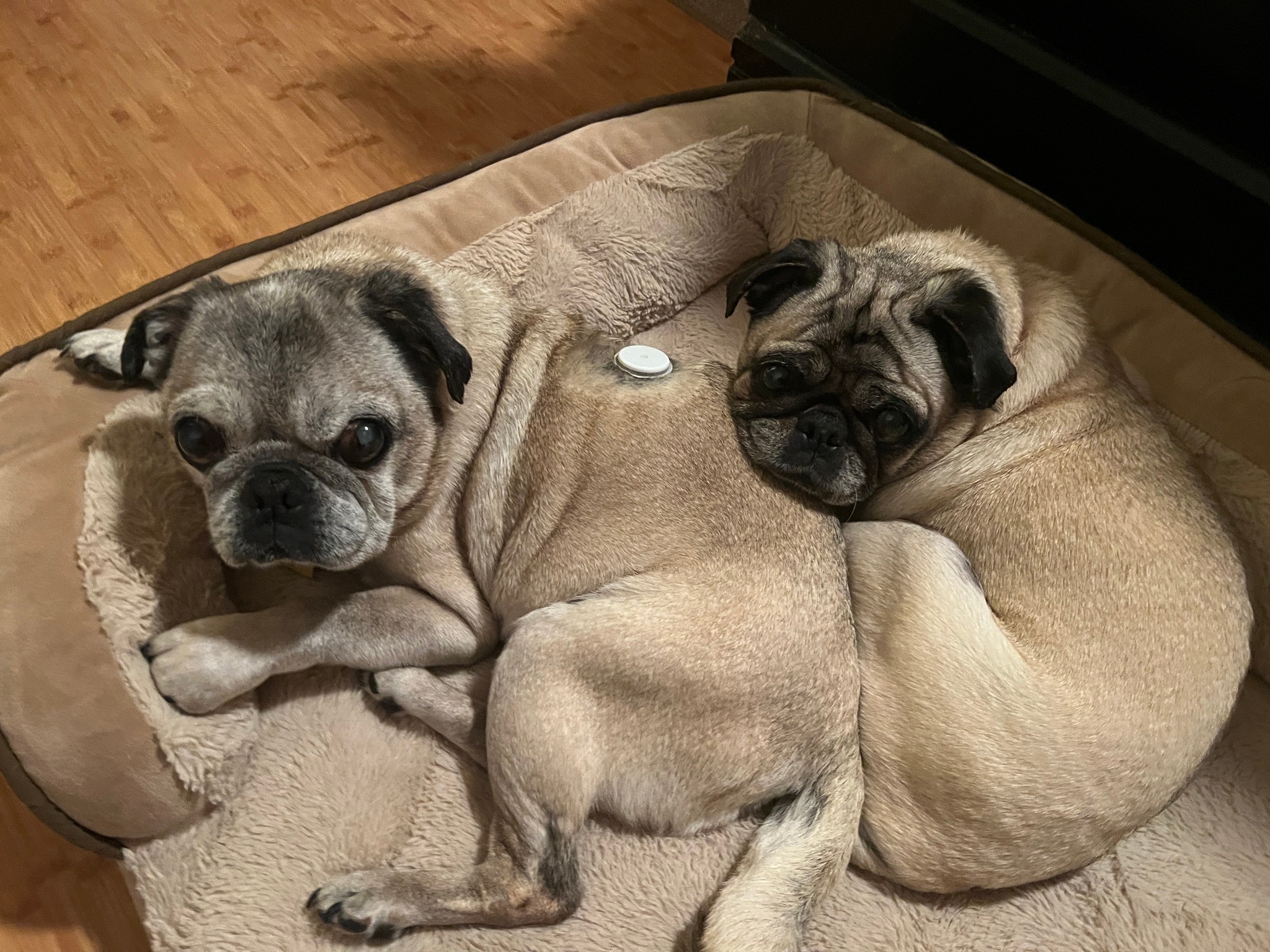 Meet Amy Johnson-Carney - Voyage Austin