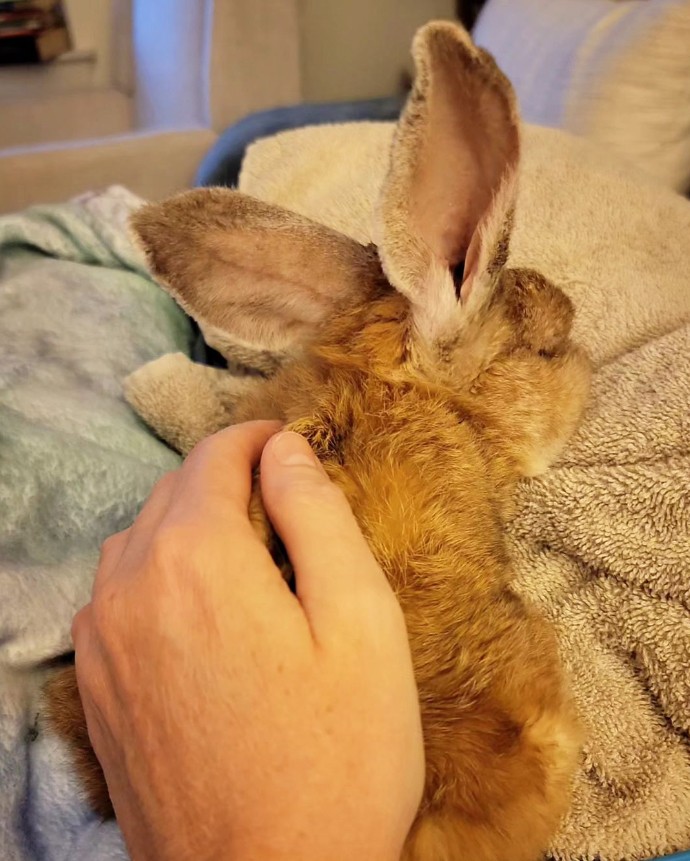 Meet Christina Hardinger of Skillful Paws - Voyage Austin