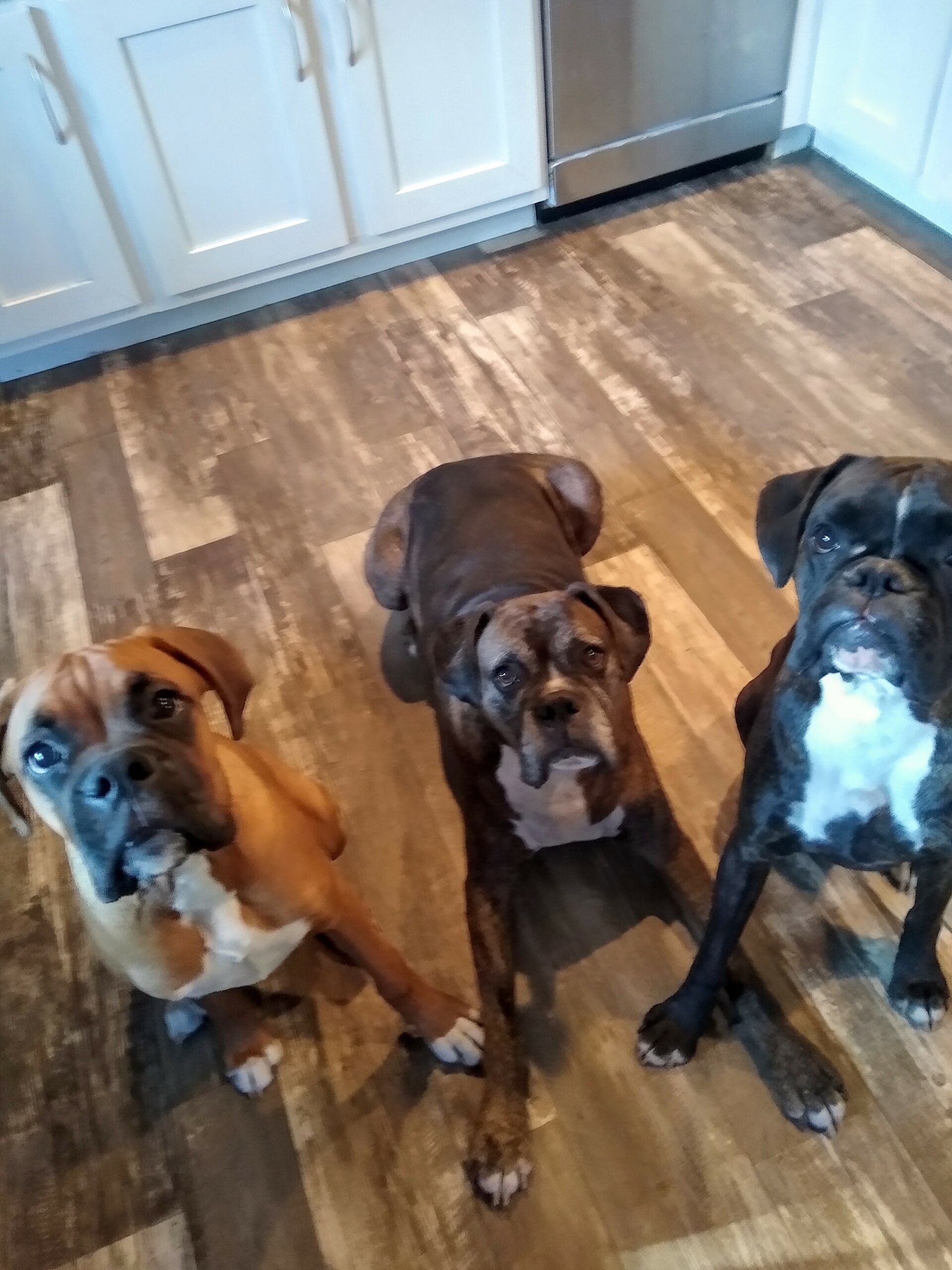 Hidden Gems: Meet Dr. Nancy St. Peter of Granger Veterinary Hospital ...