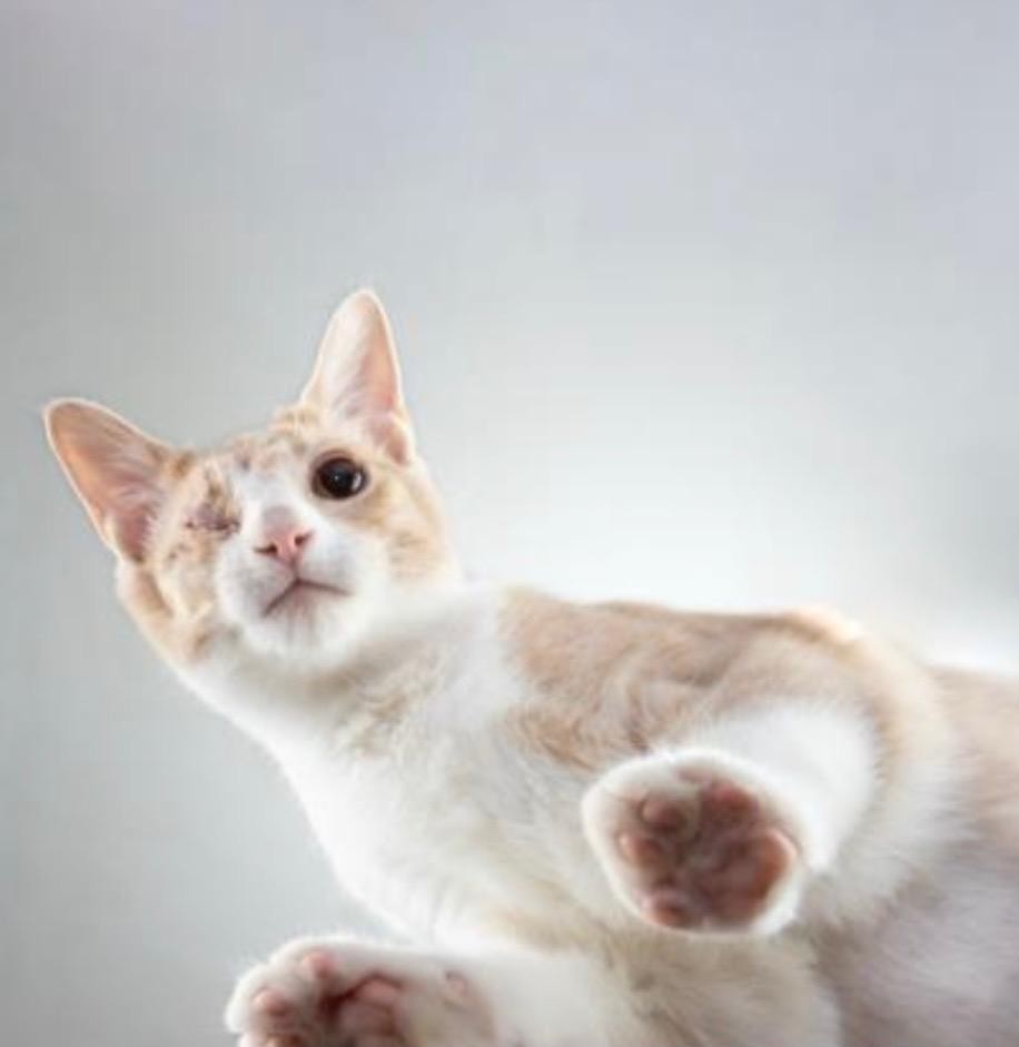 Hidden Gems: Meet Dr. Nancy St. Peter of Granger Veterinary Hospital ...