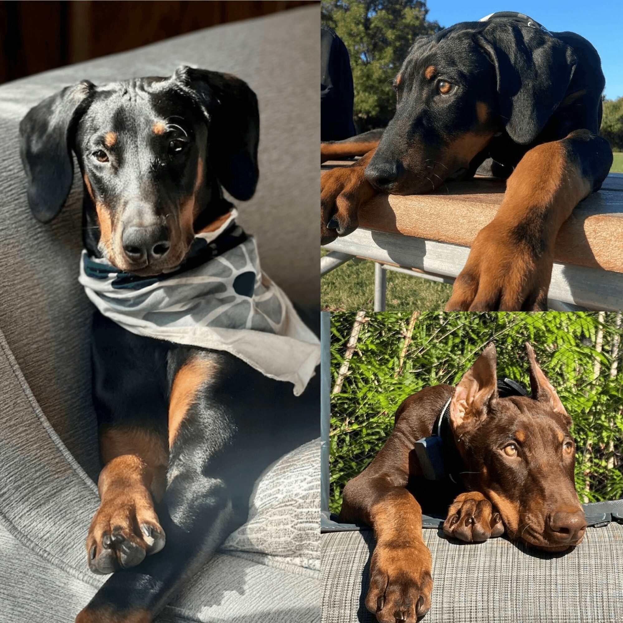 Hidden Gems: Meet Evelyn Odreman of Odremans Dobermans - Voyage Austin