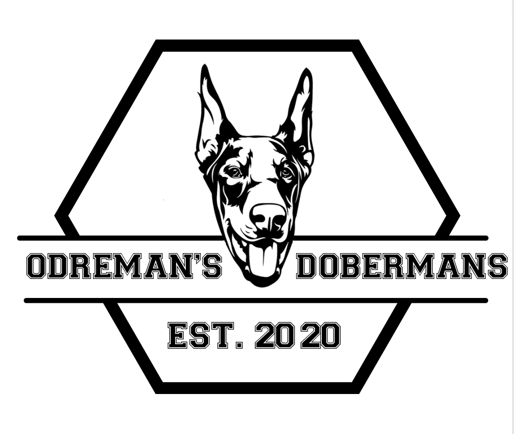 Hidden Gems: Meet Evelyn Odreman of Odremans Dobermans - Voyage Austin