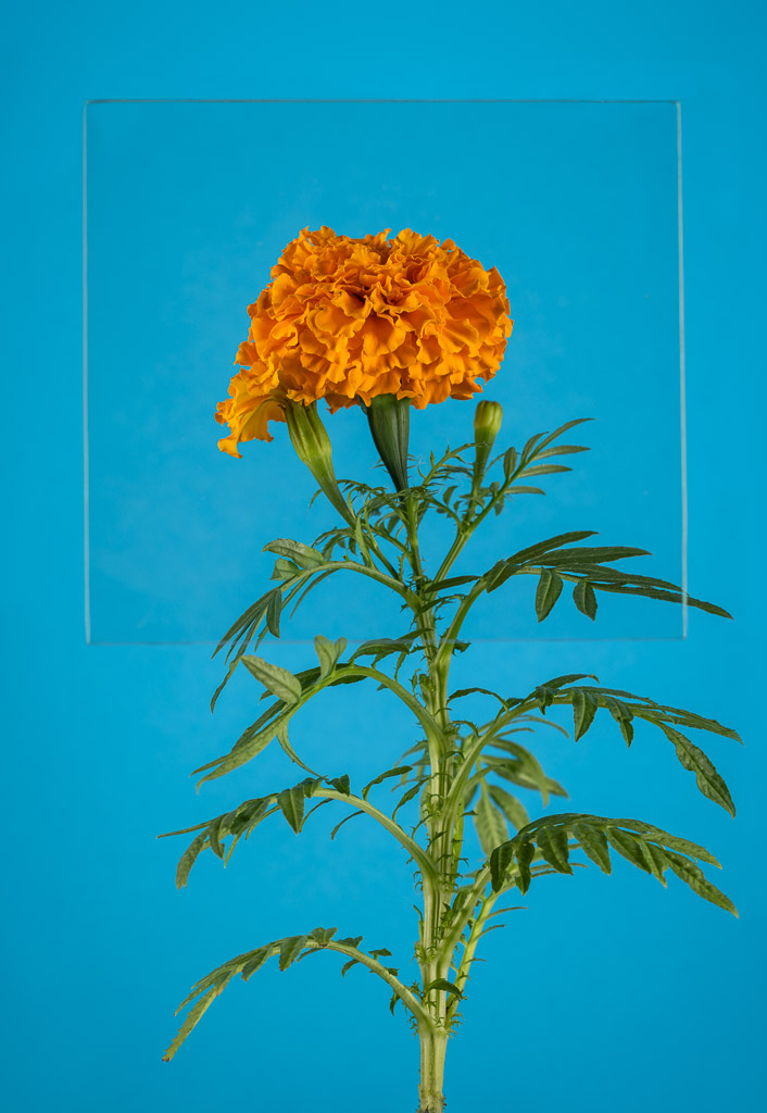 Meet Bill Ledbetter of Leander - Voyage Austin