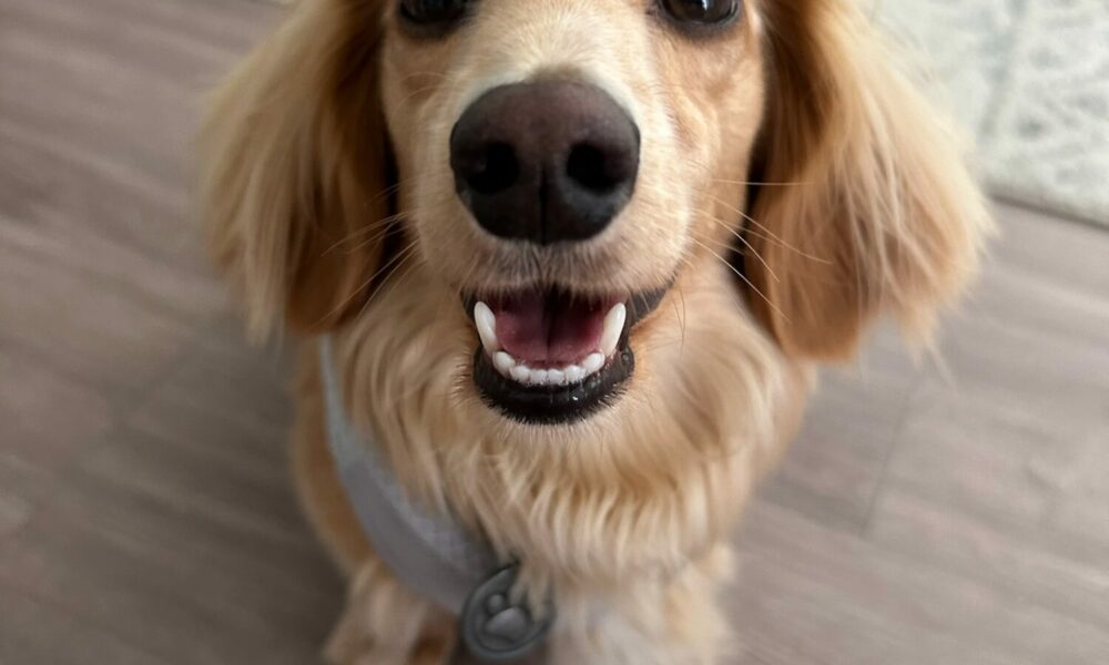 Daily Inspiration: Meet Winston Wintheminiween - Voyage Austin