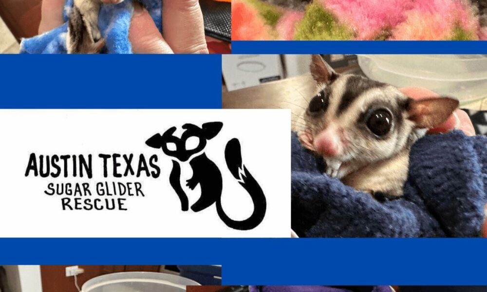 Hidden Gems: Meet Austin Texas Sugar Glider Rescue of Austin Texas ...