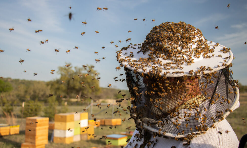 Hidden Gems: Meet Scott McKane of McKane Apiaries – Voyage Austin