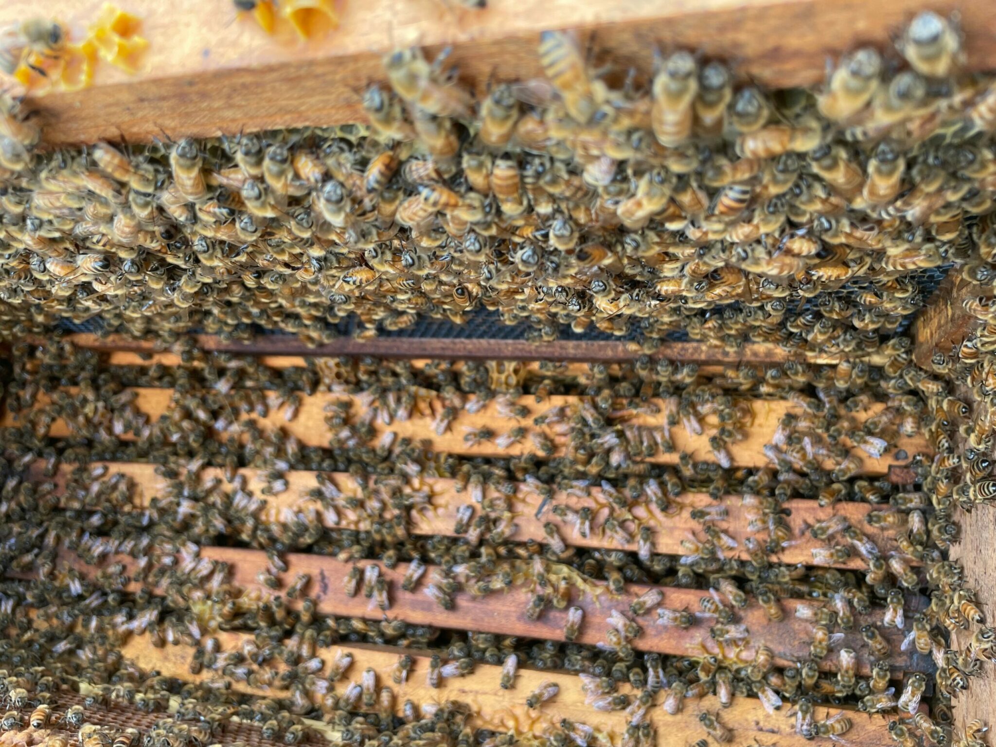 Hidden Gems: Meet Scott McKane of McKane Apiaries – Voyage Austin