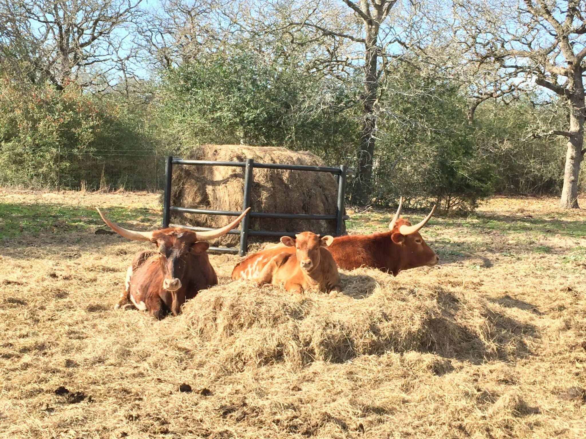 Meet Christine Shaw of Harwood, Texas - Voyage Austin